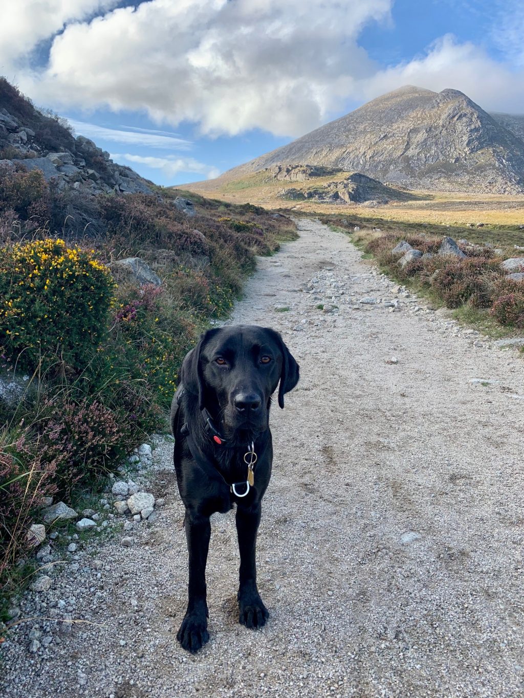 Guide Dogs NI are currently offering life-changing opportunities for ...